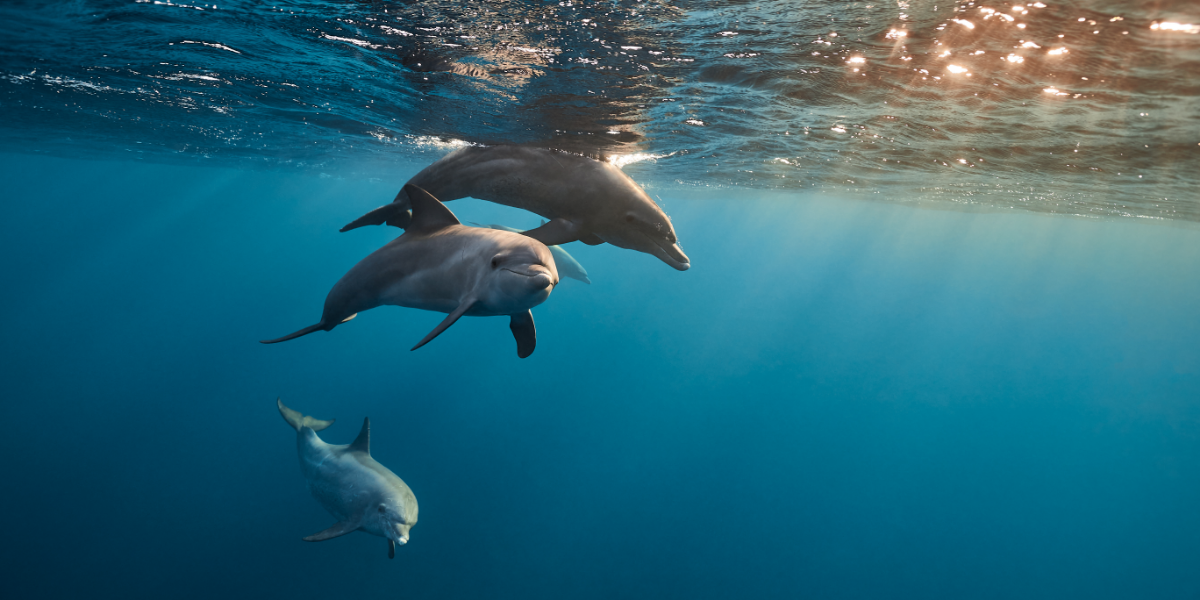 The Role of Behavior in Marine Mammal Conservation